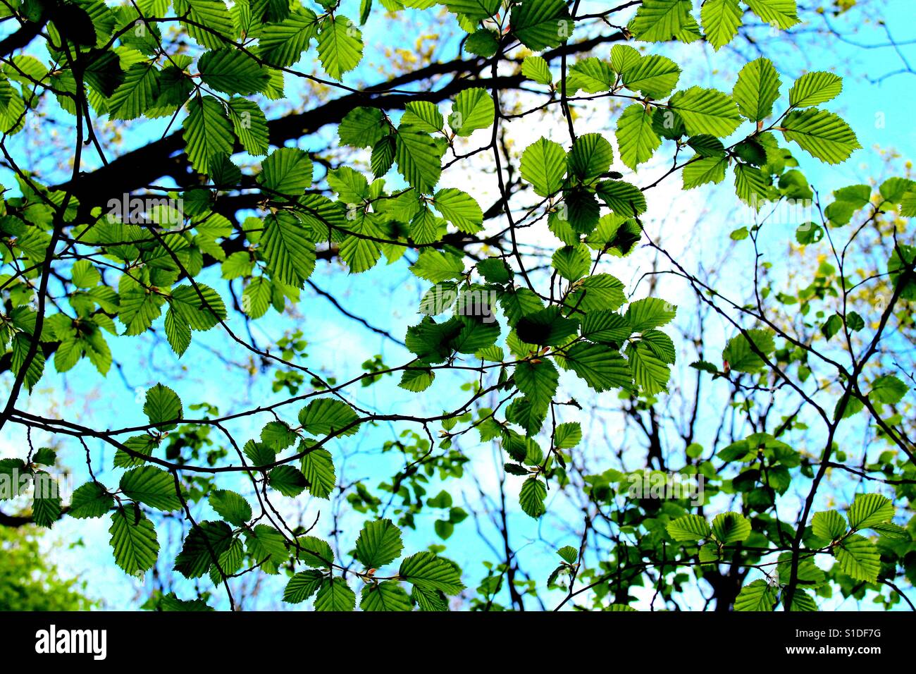 Tree canopy branch hi-res stock photography and images - Alamy