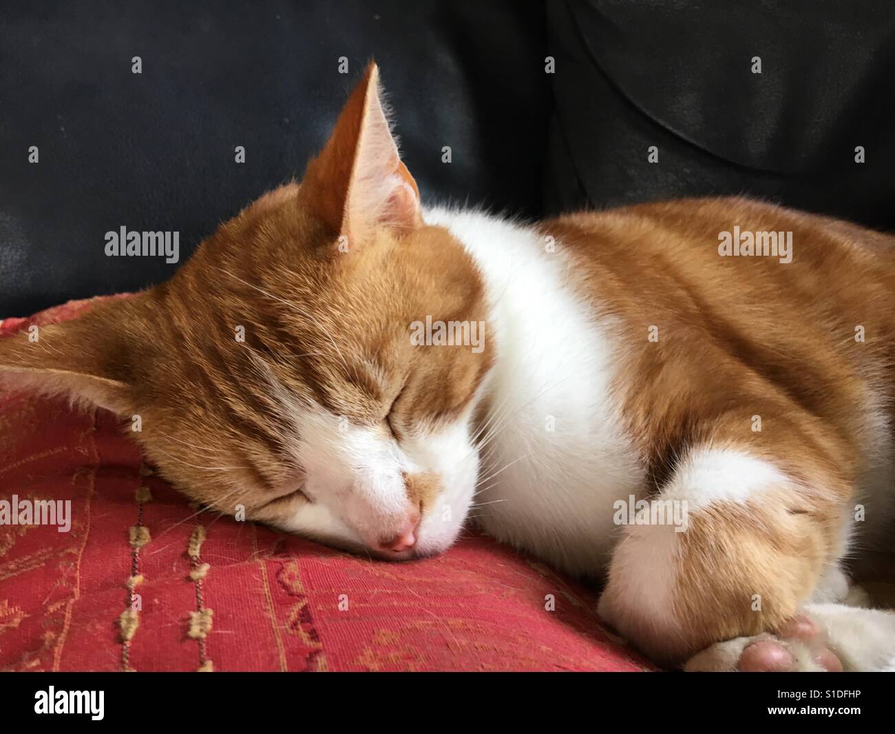 Sleeping Ginger Cat High Resolution Stock Photography and Images - Alamy