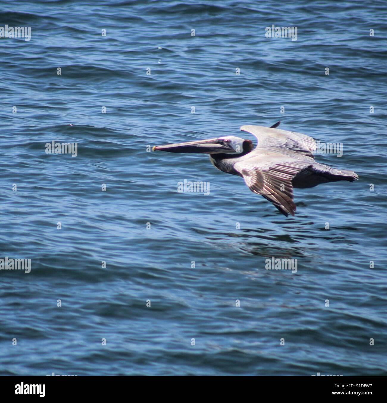 Flying pelican hi-res stock photography and images - Alamy
