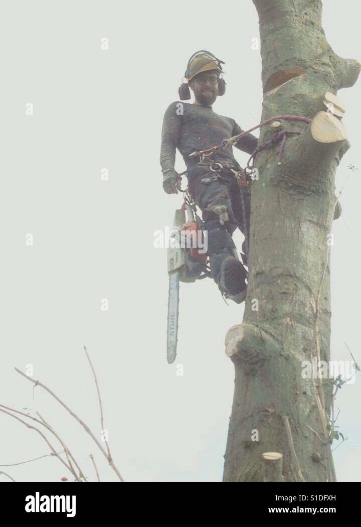 Felling an oak hi-res stock photography and images - Alamy