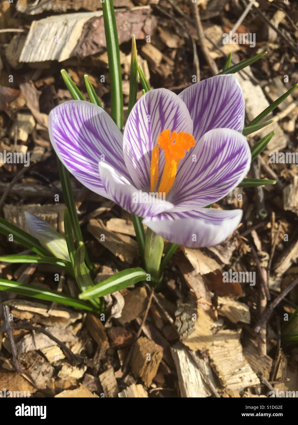 Crocus bloom in spring Stock Photo - Alamy
