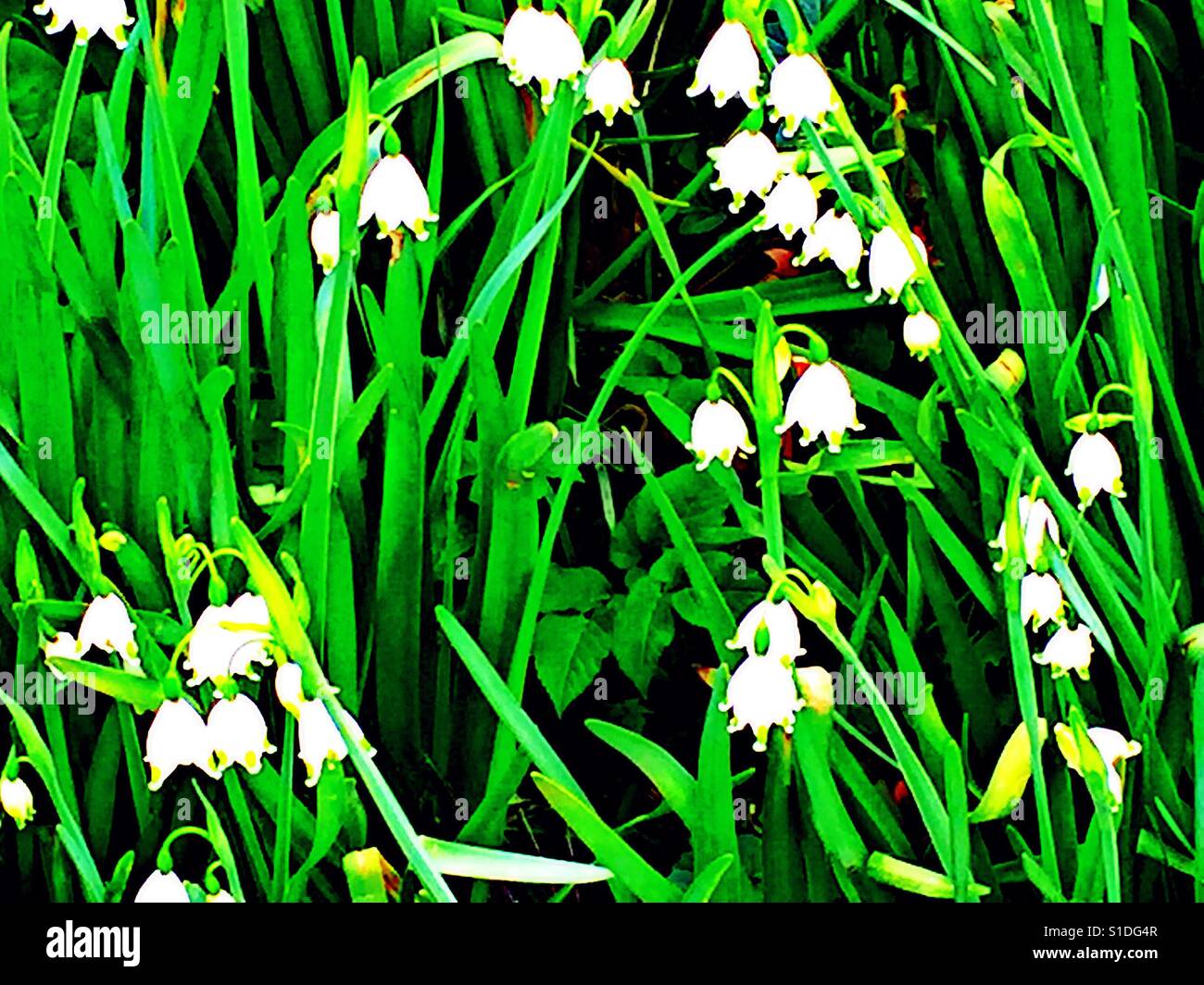 Lily of the Valley, Pretty, White, Bell shaped Spring Tubers Stock ...