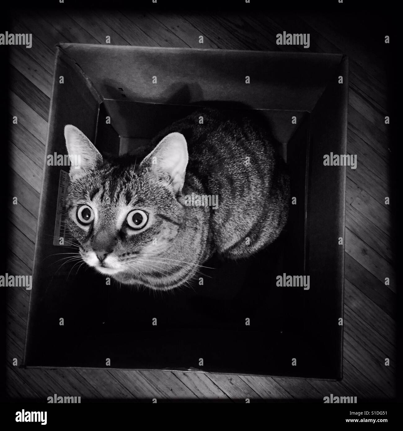 Surprised tabby cat in box Stock Photo - Alamy