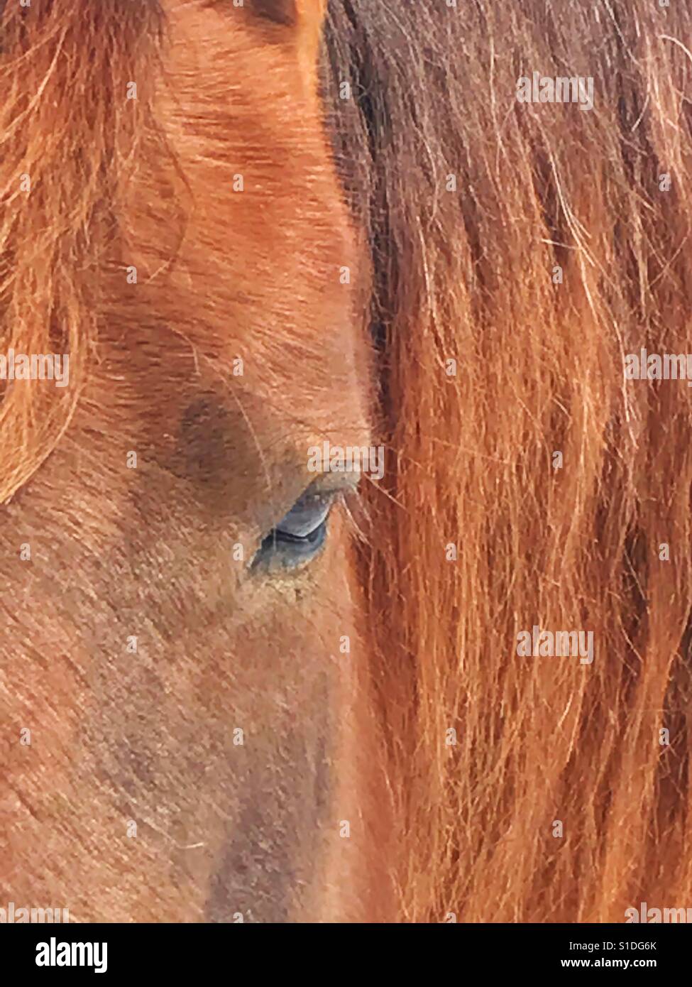 Gentle animal hi-res stock photography and images - Alamy