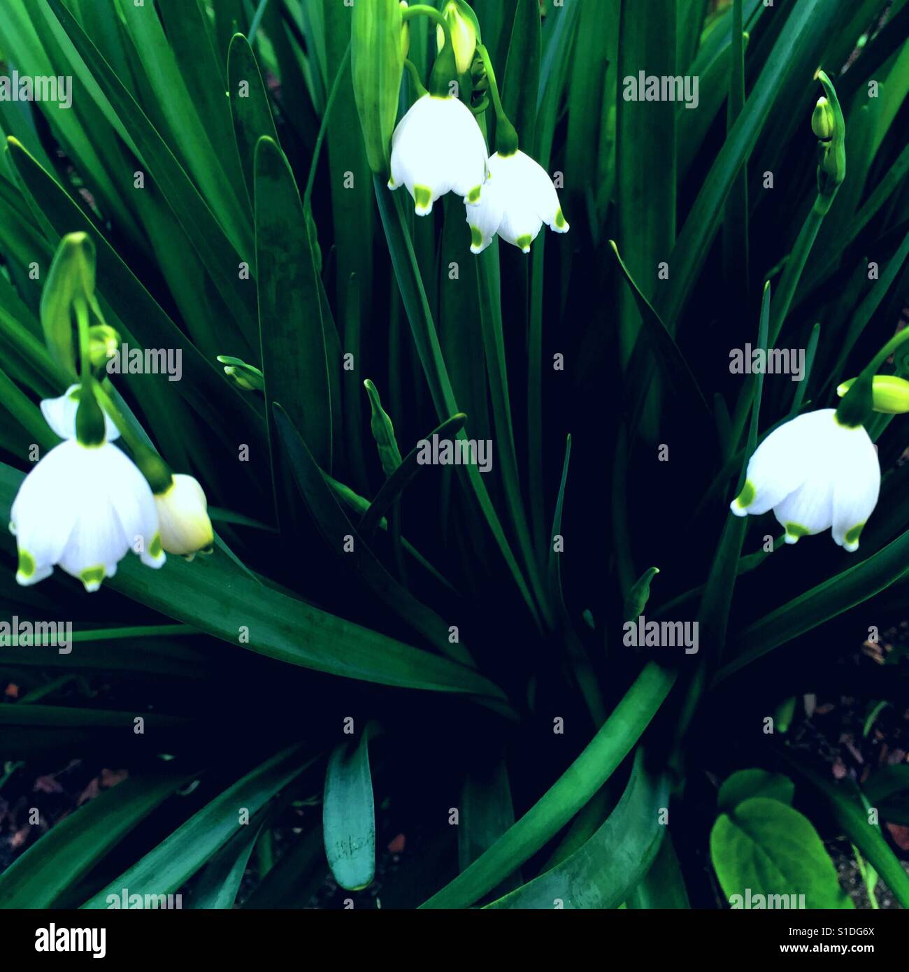 Multiple bells hi-res stock photography and images - Alamy