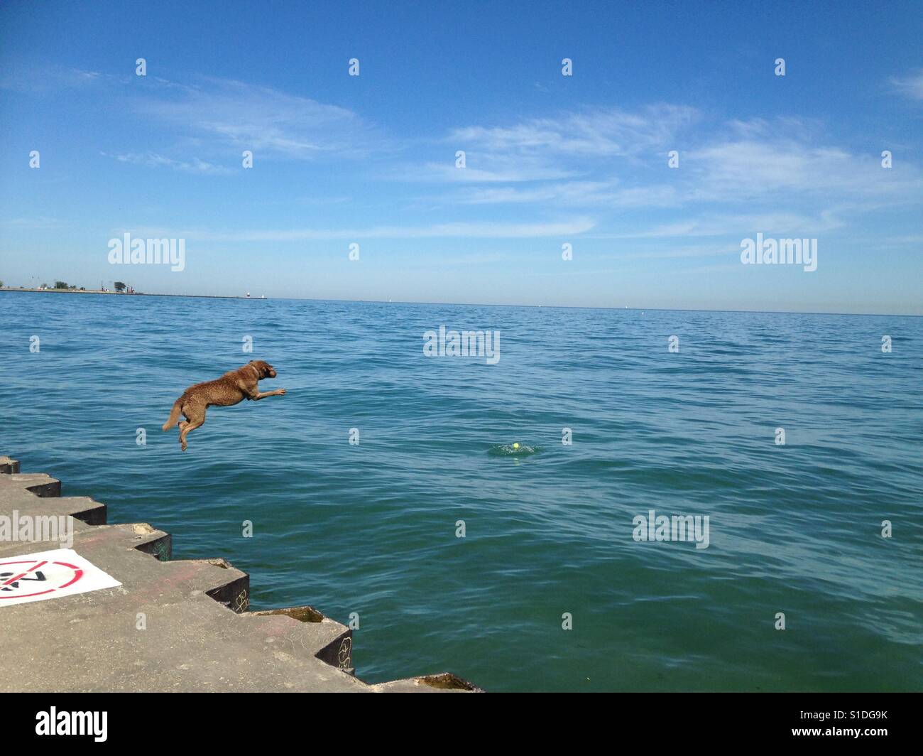 Dog flying hi-res stock photography and images - Alamy