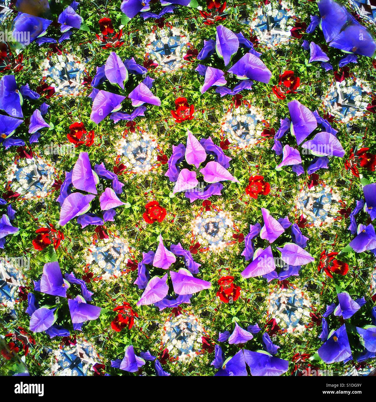 Kaleidoscope Of Flowers High Resolution Stock Photography and Images ...