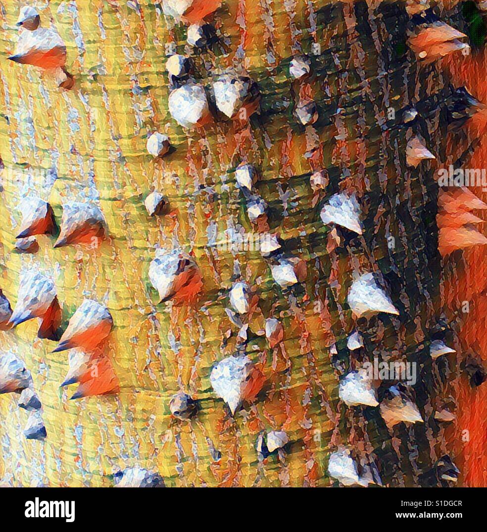 Spiky tree trunk in South Texas Stock Photo - Alamy