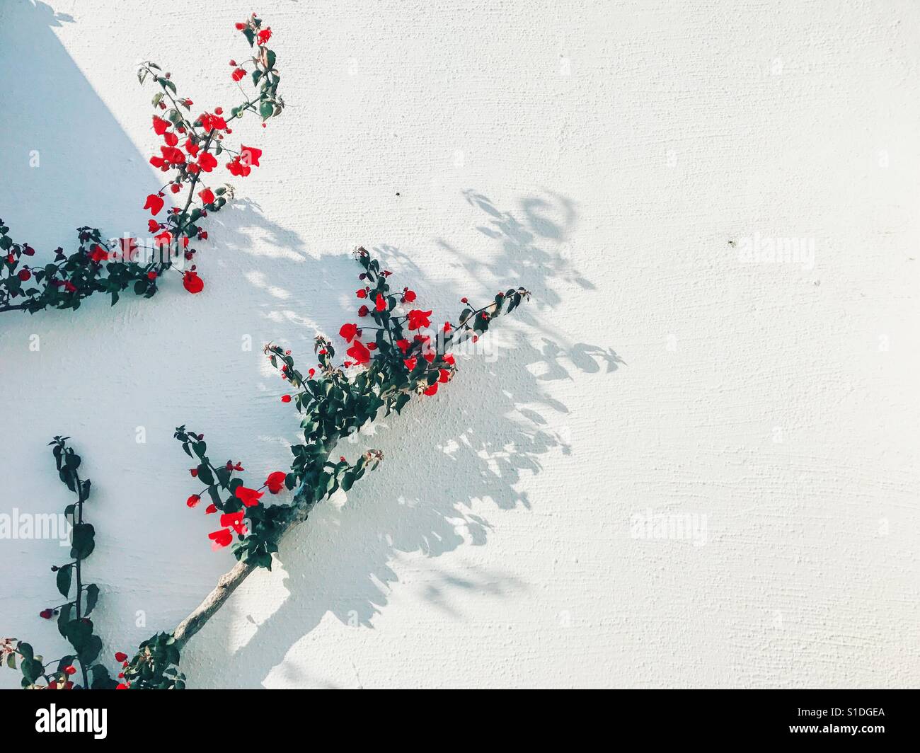 Flowering plant against a wall Stock Photo - Alamy
