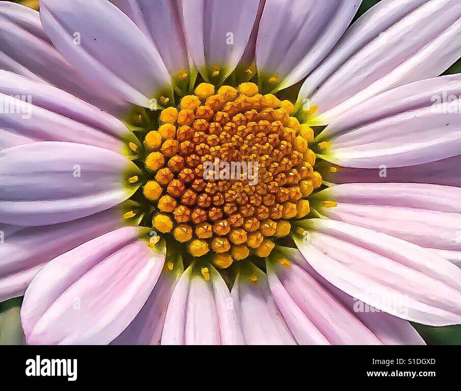 Unique daisy hi-res stock photography and images - Alamy
