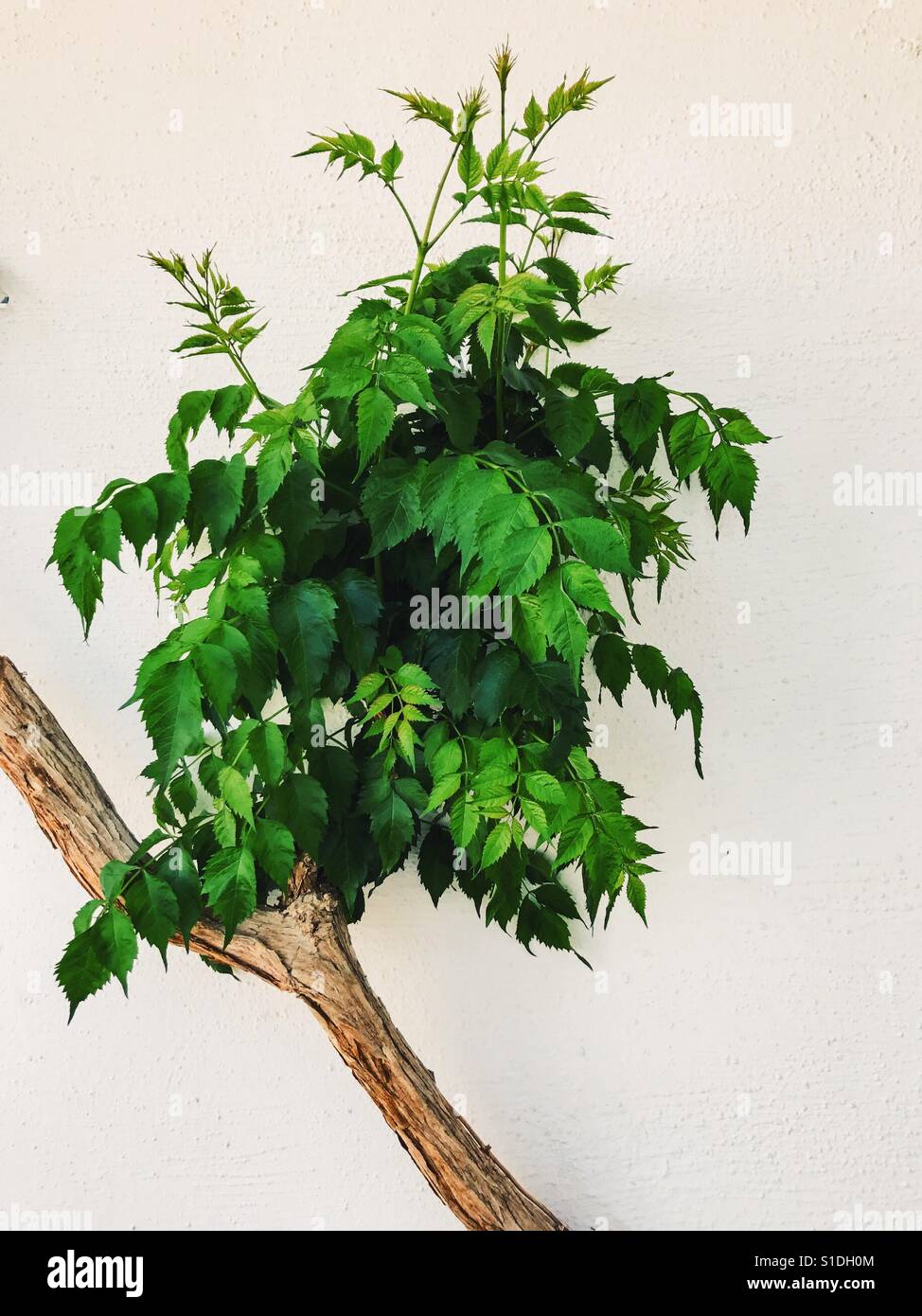 Branch with leaves Stock Photo - Alamy