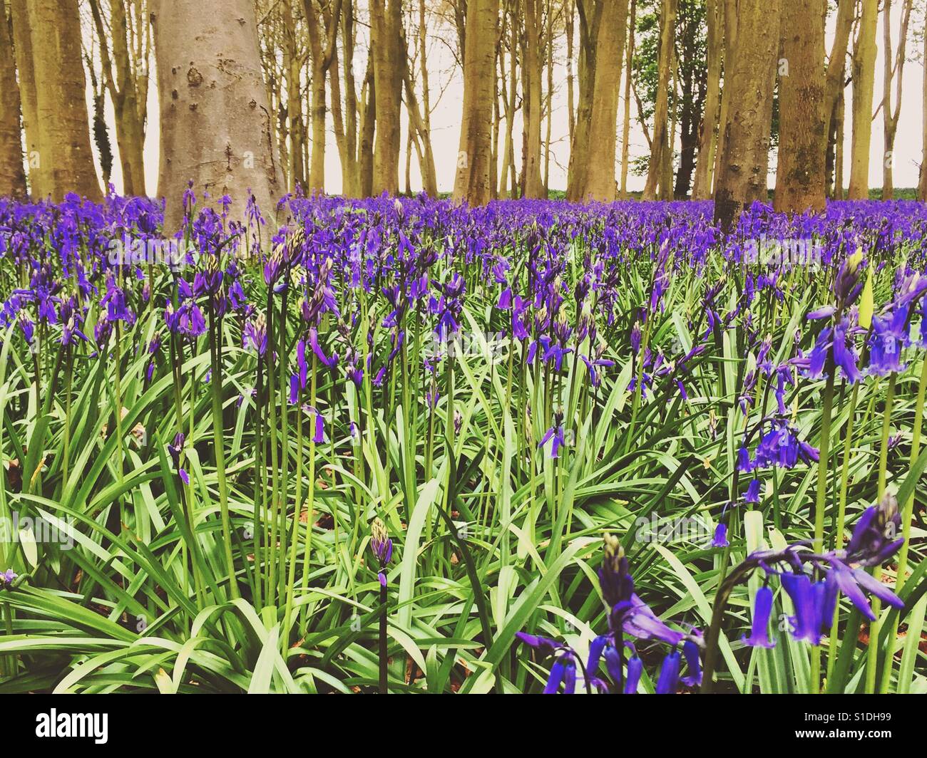 Bluebells badbury clump hi-res stock photography and images - Alamy