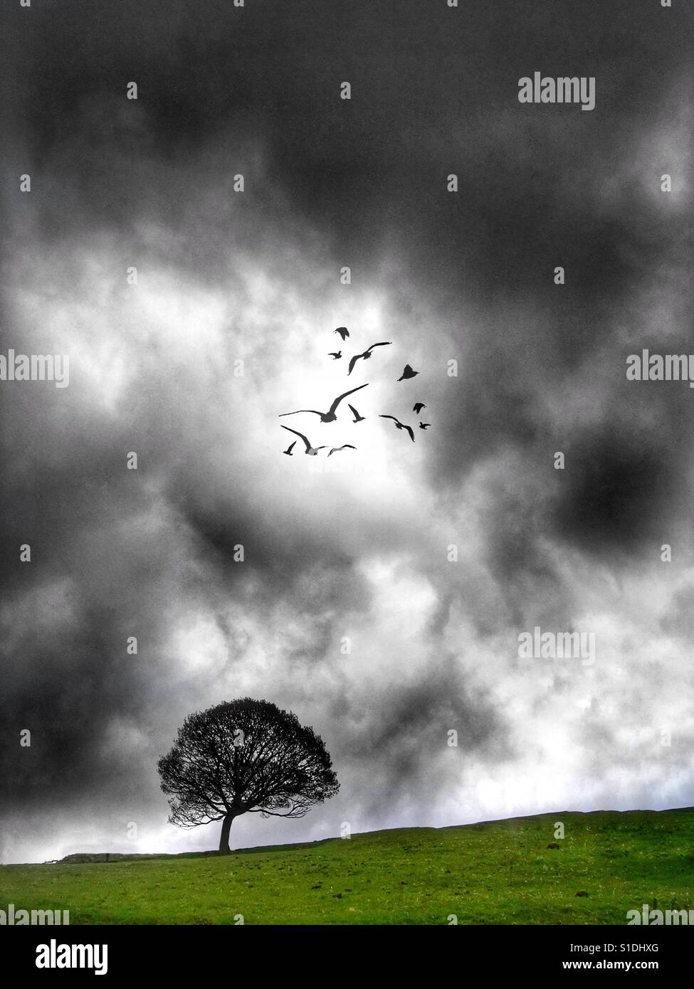 Lone tree against dramatic sky with birds flying overhead Stock Photo ...
