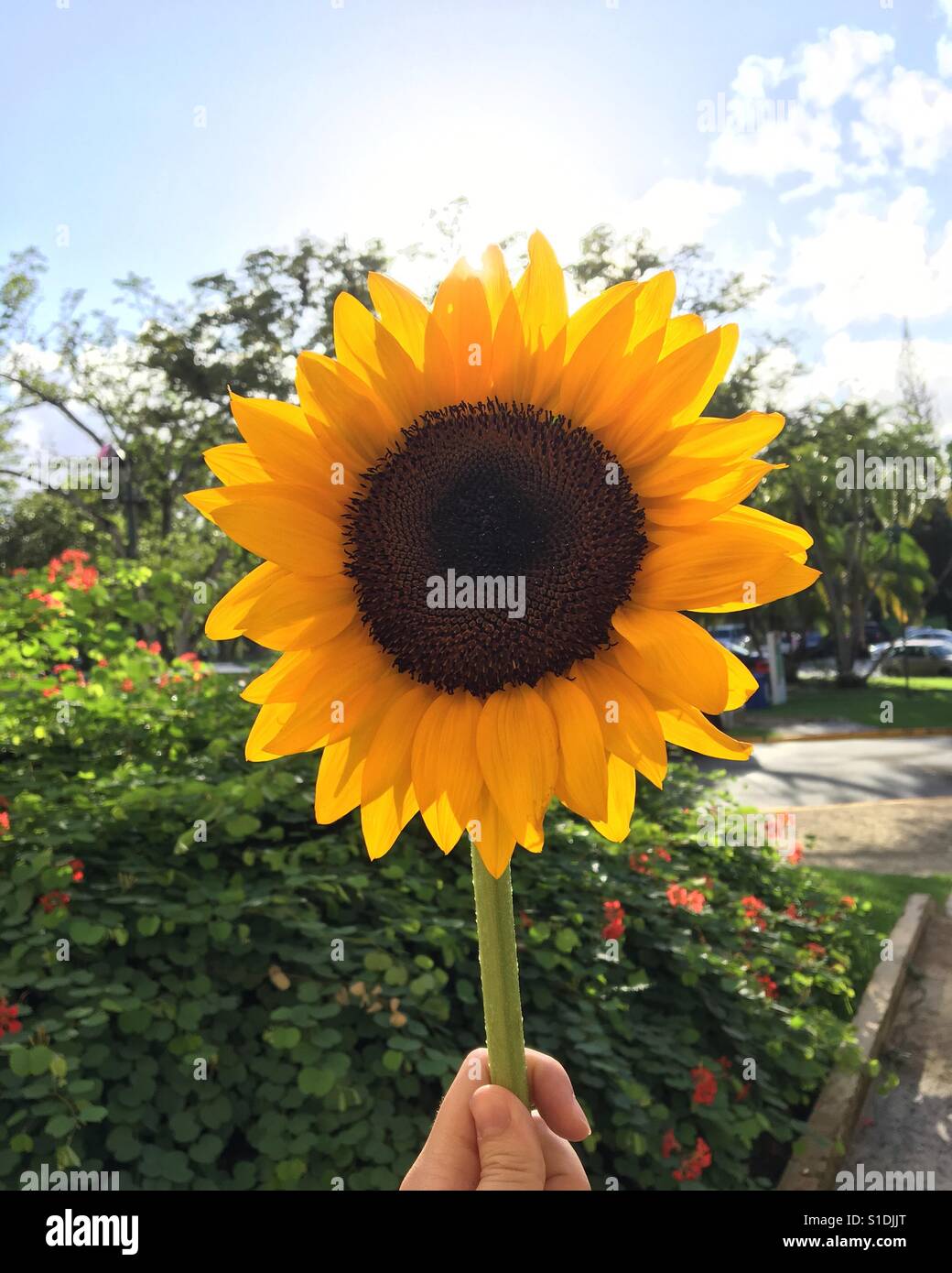 Sun bathing under the sun hi-res stock photography and images - Alamy