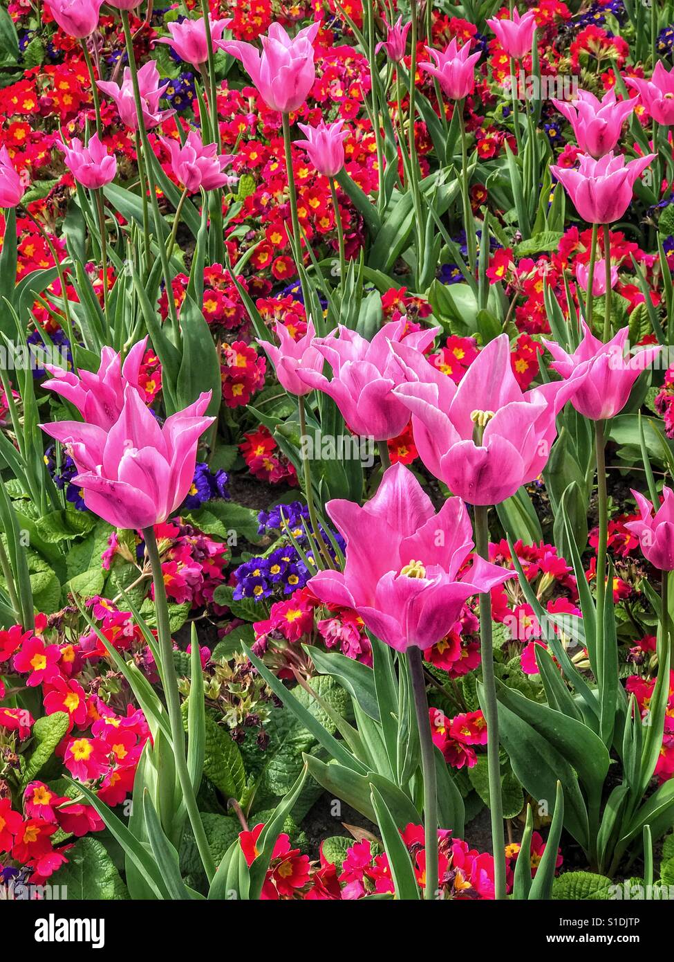 Pink tulips tulip flowers hi-res stock photography and images - Alamy