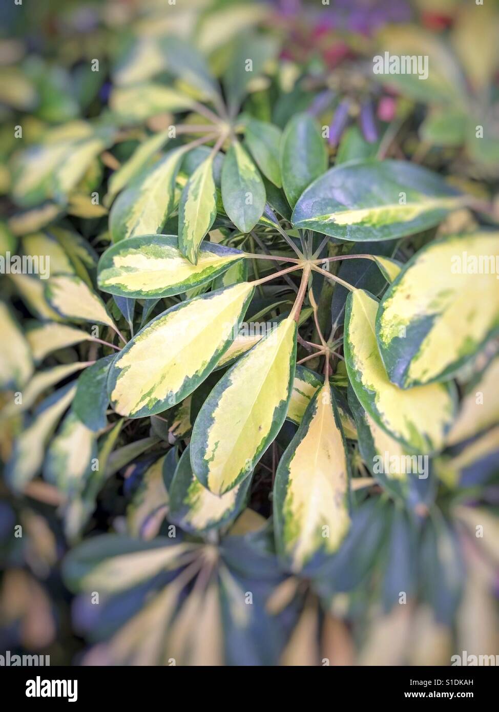 Schefflera leaves hi-res stock photography and images - Alamy