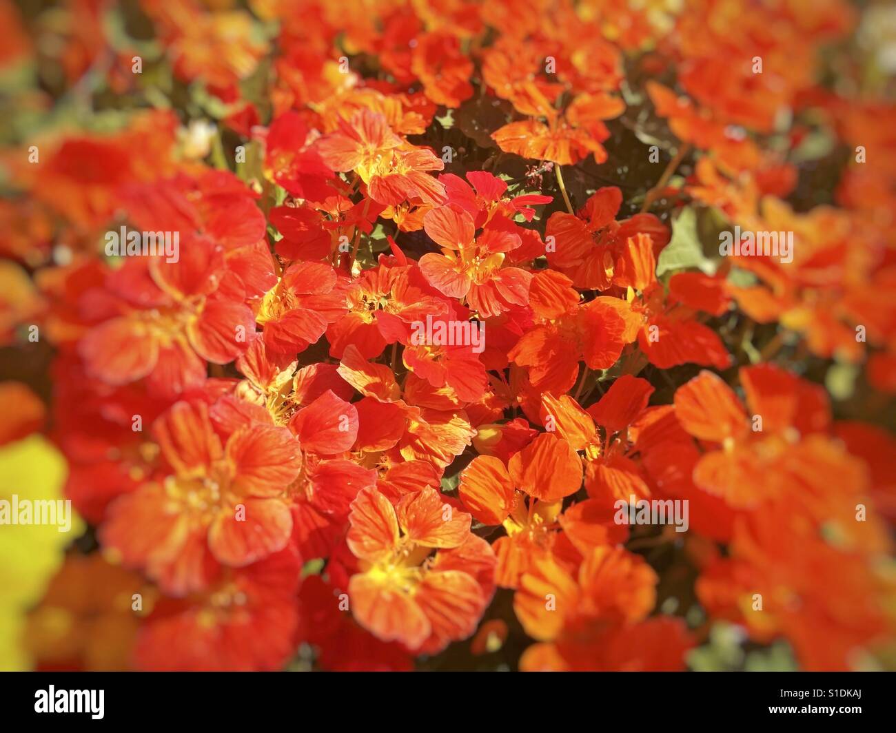 Nasturtium plants and flowers hi-res stock photography and images - Alamy