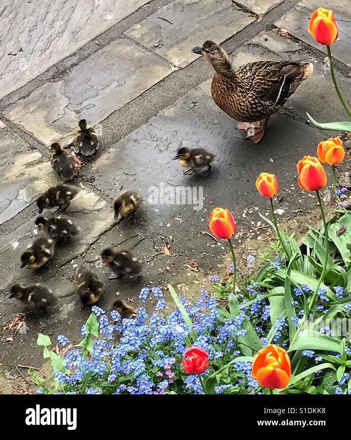 Easter parade of the ducklings Stock Photo - Alamy