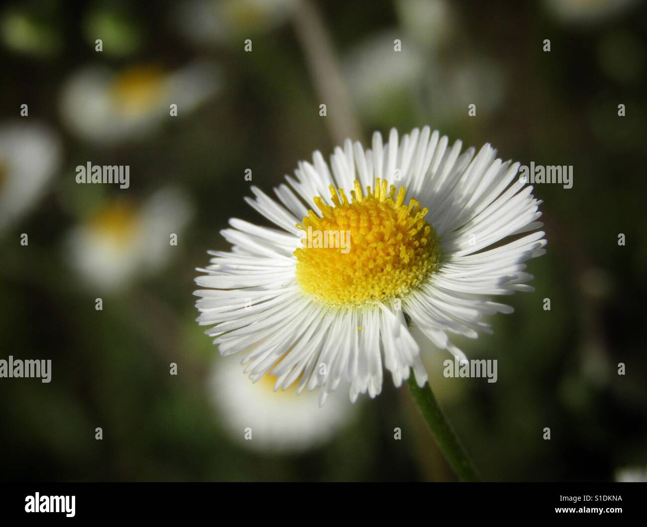 White flower nature hi-res stock photography and images - Alamy