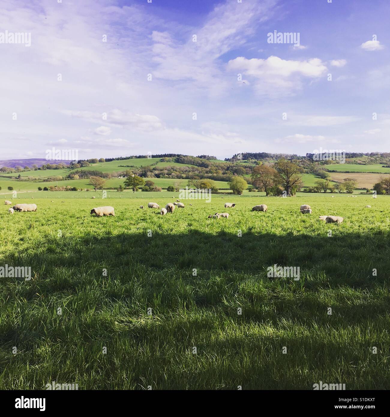 Field full of sheep Stock Photo - Alamy