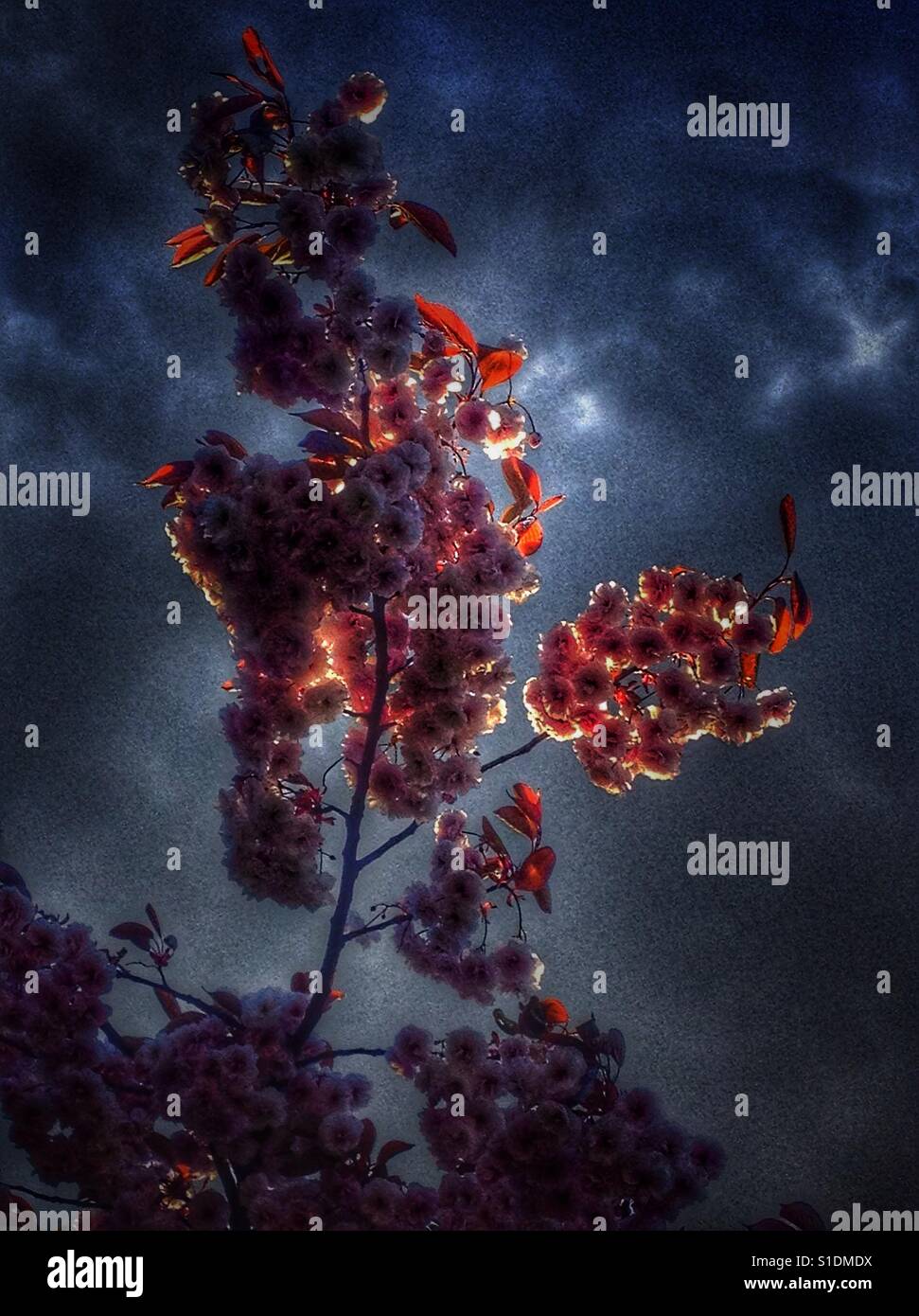 Dramatic colours hi-res stock photography and images - Alamy