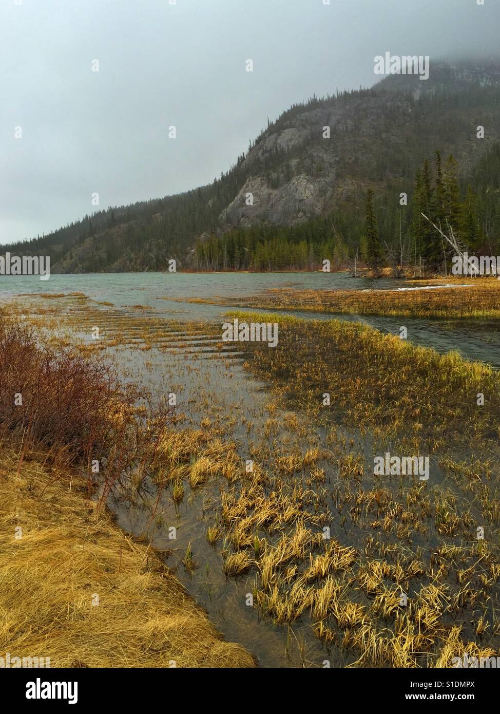 Roadside lake in Jasper National Park, Canada Stock Photo - Alamy