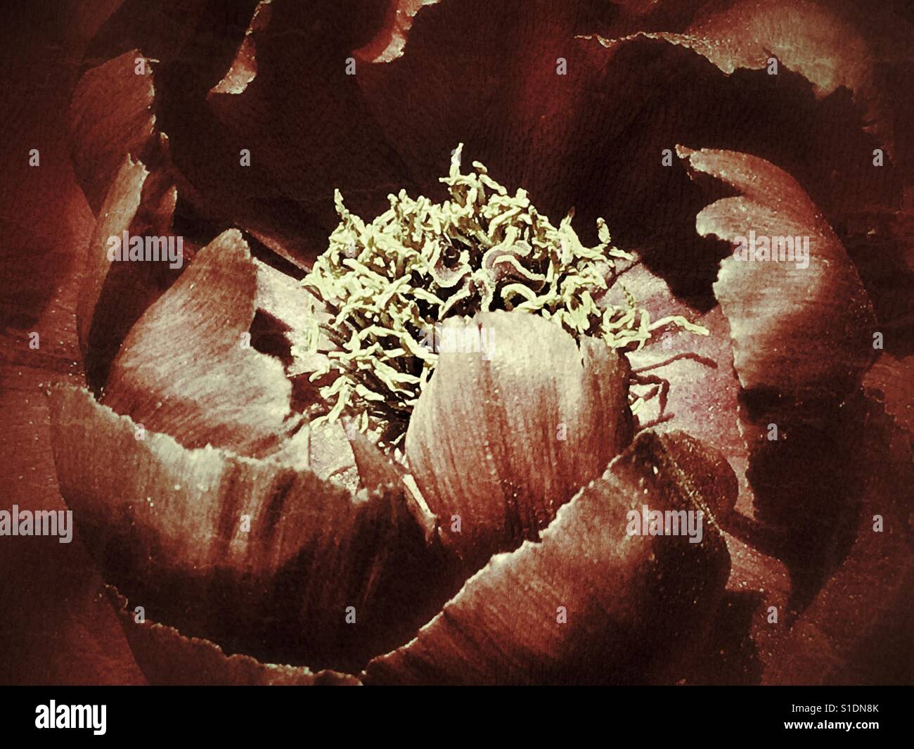 Tree peony, open flower Stock Photo - Alamy