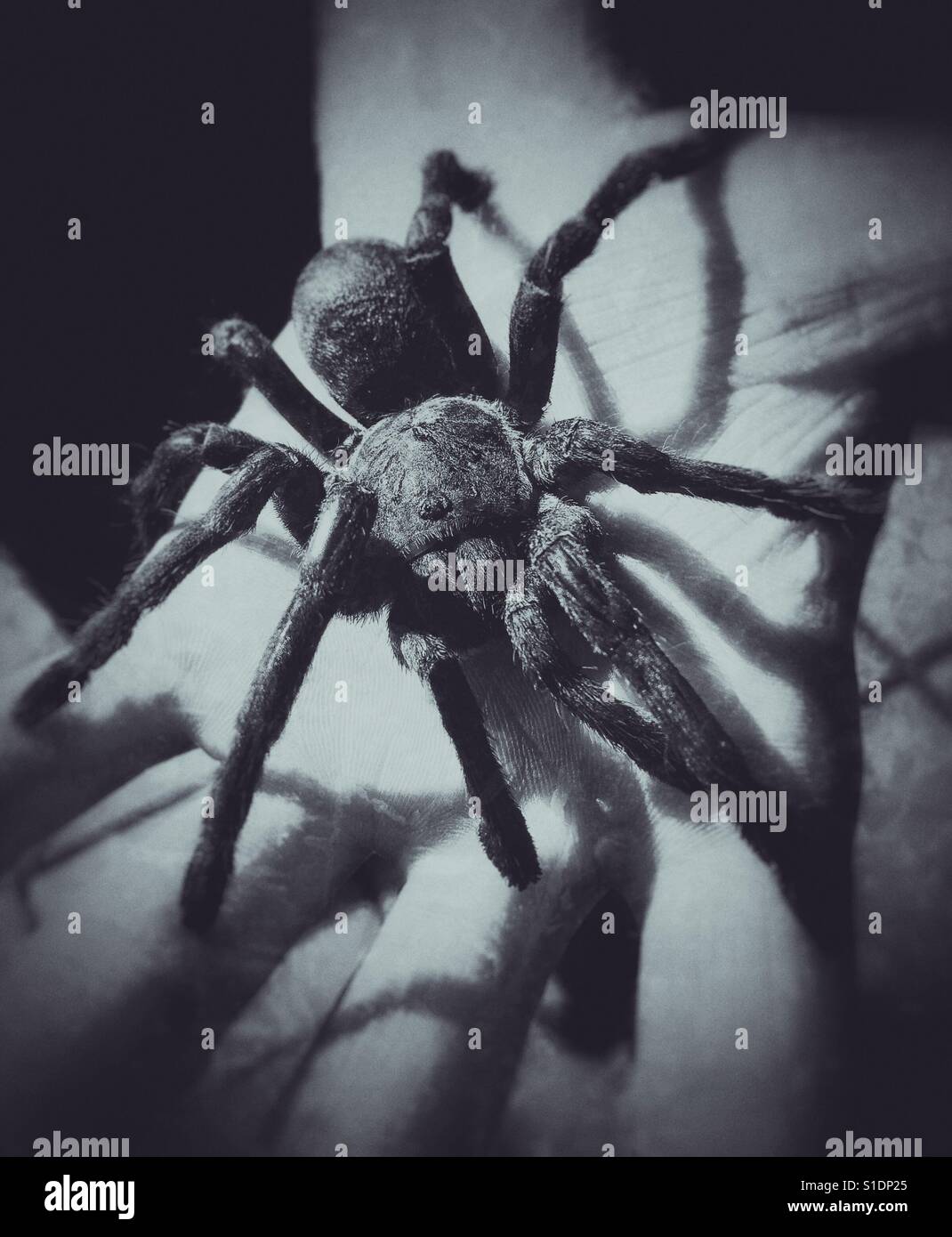 Tarantula spider and hand hi-res stock photography and images - Alamy