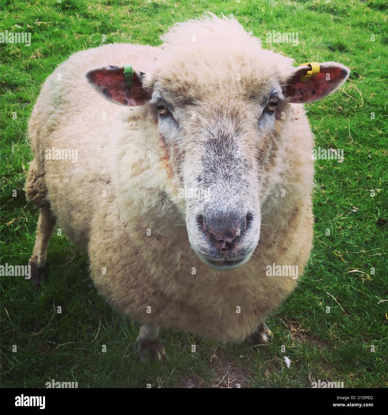 Sheep looking in to camera hi-res stock photography and images - Alamy