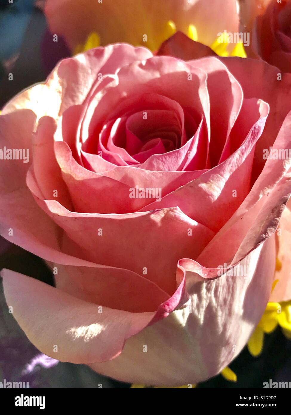 Smelling the roses Stock Photo - Alamy
