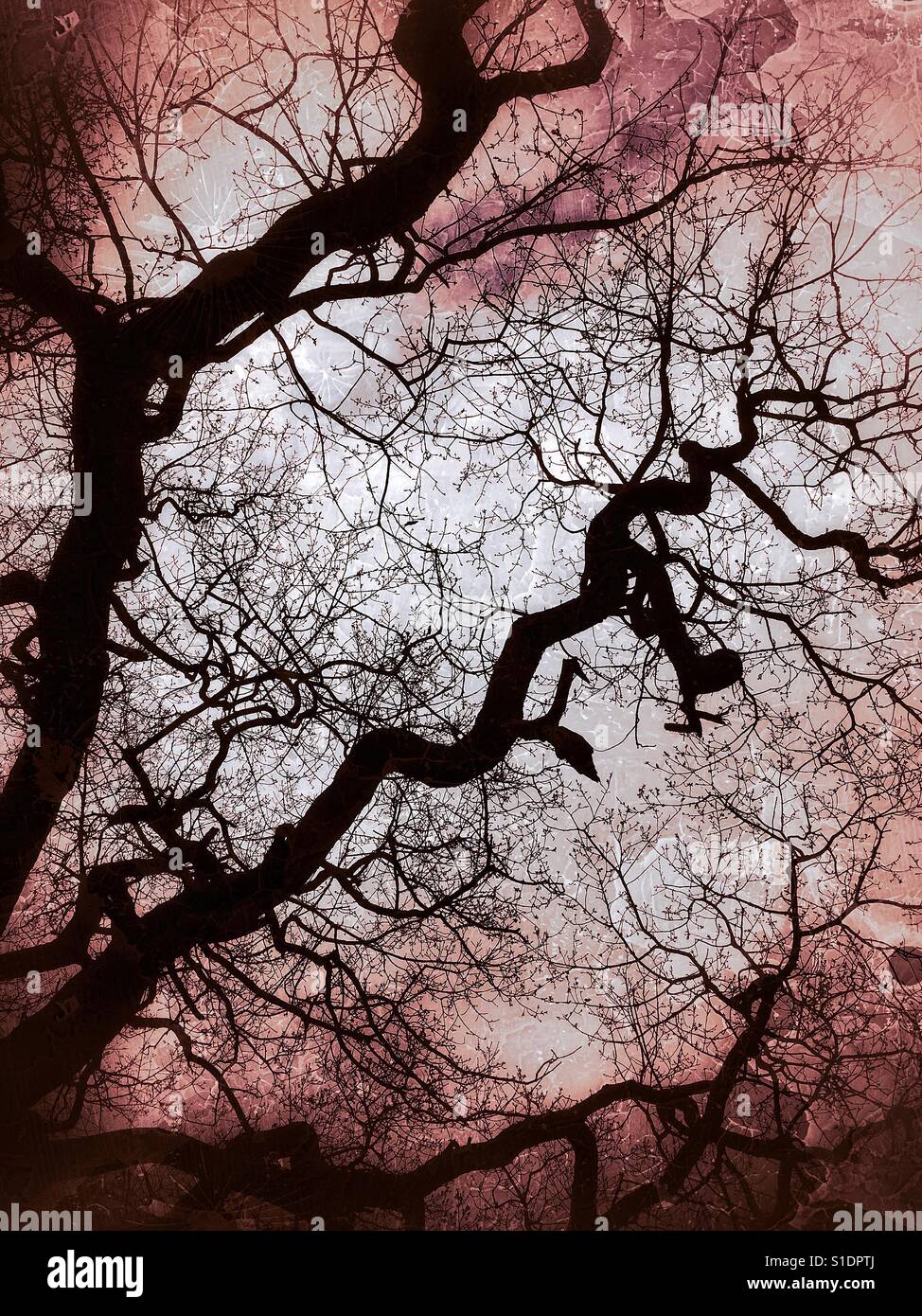 Old tree silhouette hi-res stock photography and images - Alamy