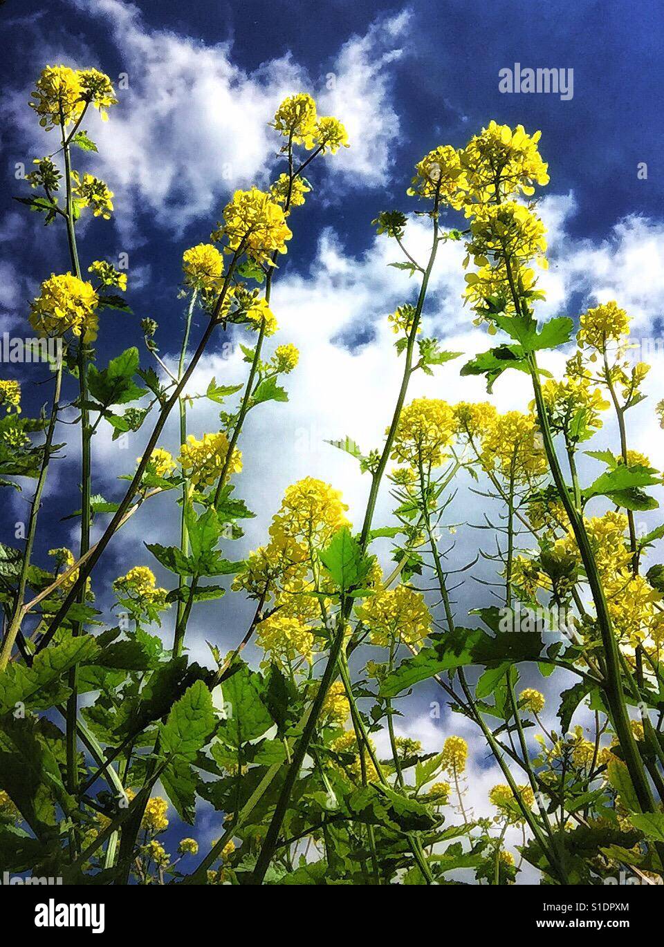 Rapeseed plants growing in Kent Stock Photo - Alamy