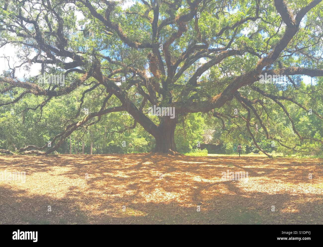 Tree with many branches hi-res stock photography and images - Alamy