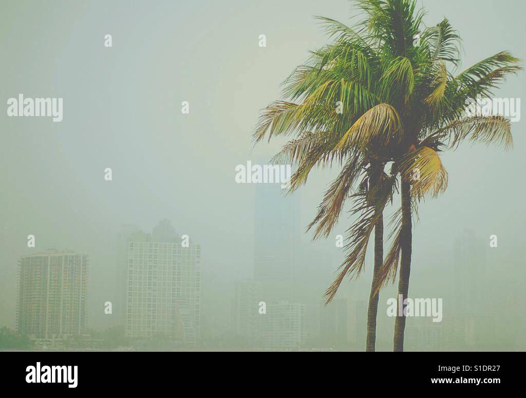 Palm trees storm miami hi-res stock photography and images - Alamy
