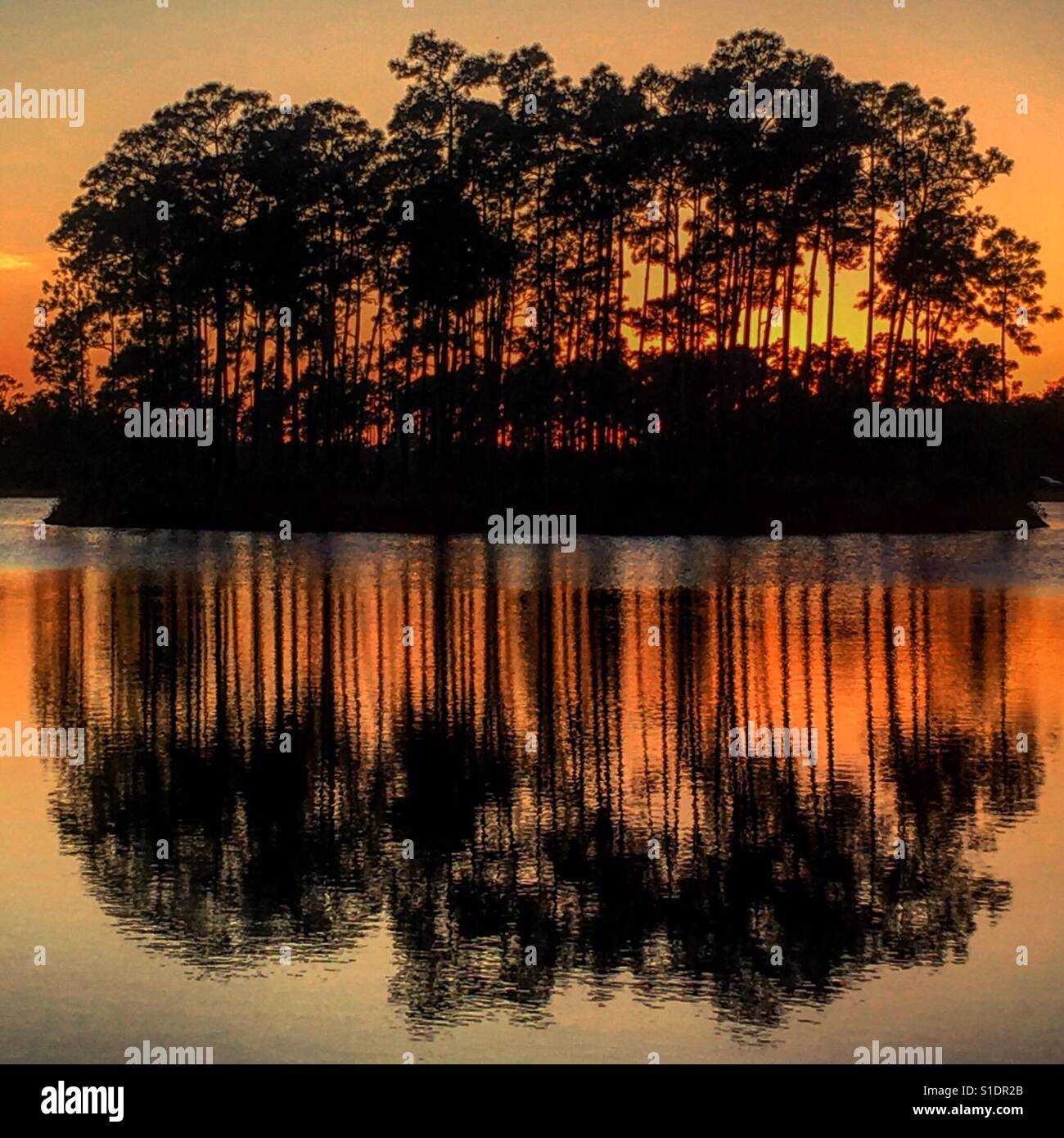 Everglades Trees High Resolution Stock Photography and Images - Alamy