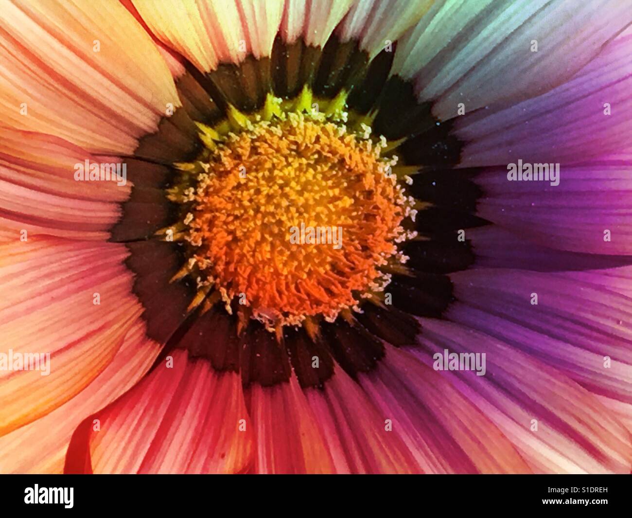 Flower centre, detail Stock Photo - Alamy
