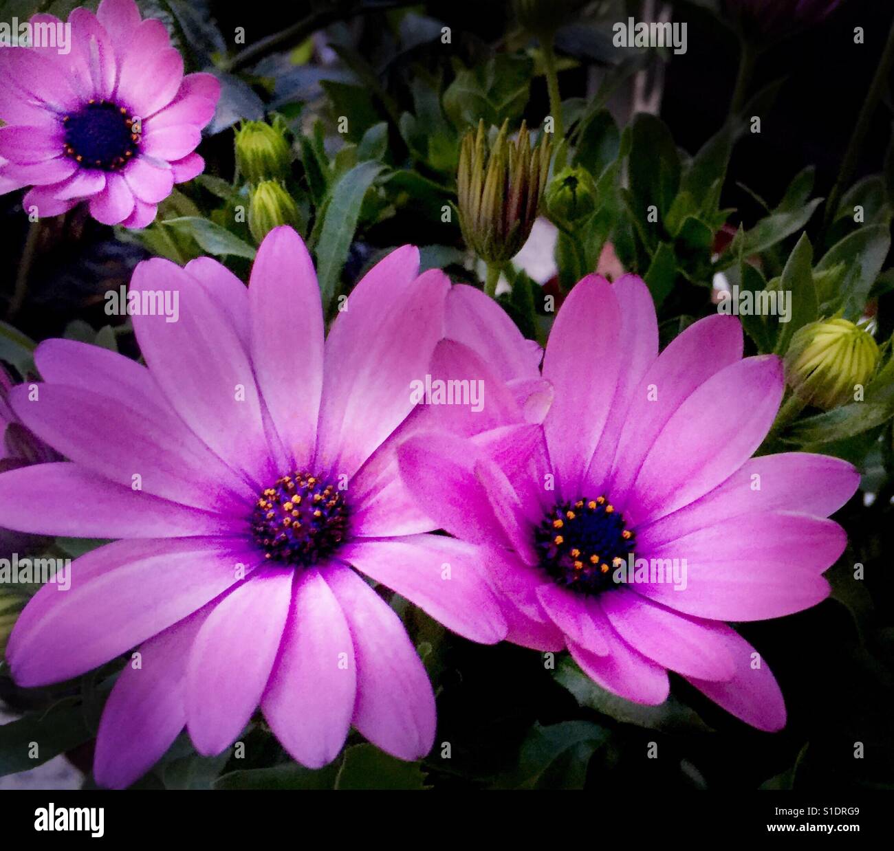 Osteo Akila Purple "smaller" African Daisy (not really Daisys) natural ...