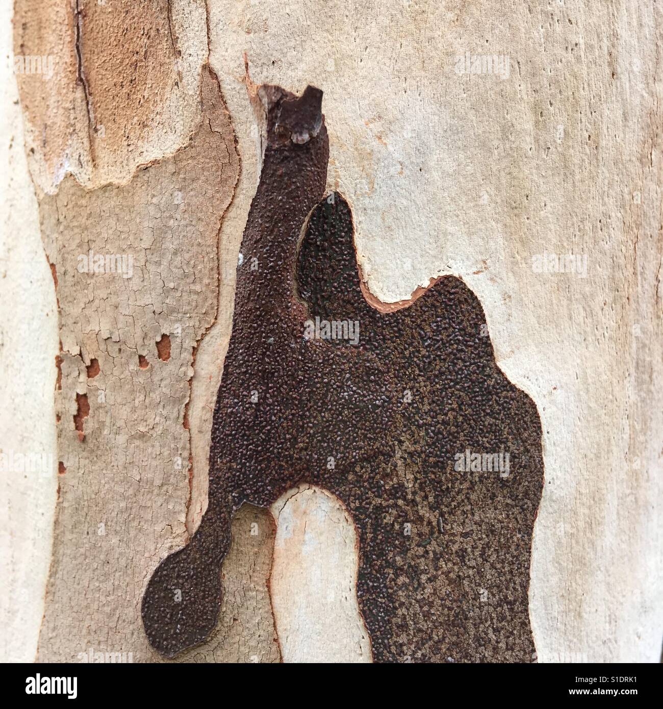 Shedding bark hi-res stock photography and images - Alamy