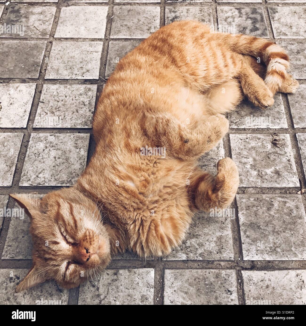 Kitten Napping High Resolution Stock Photography and Images - Alamy