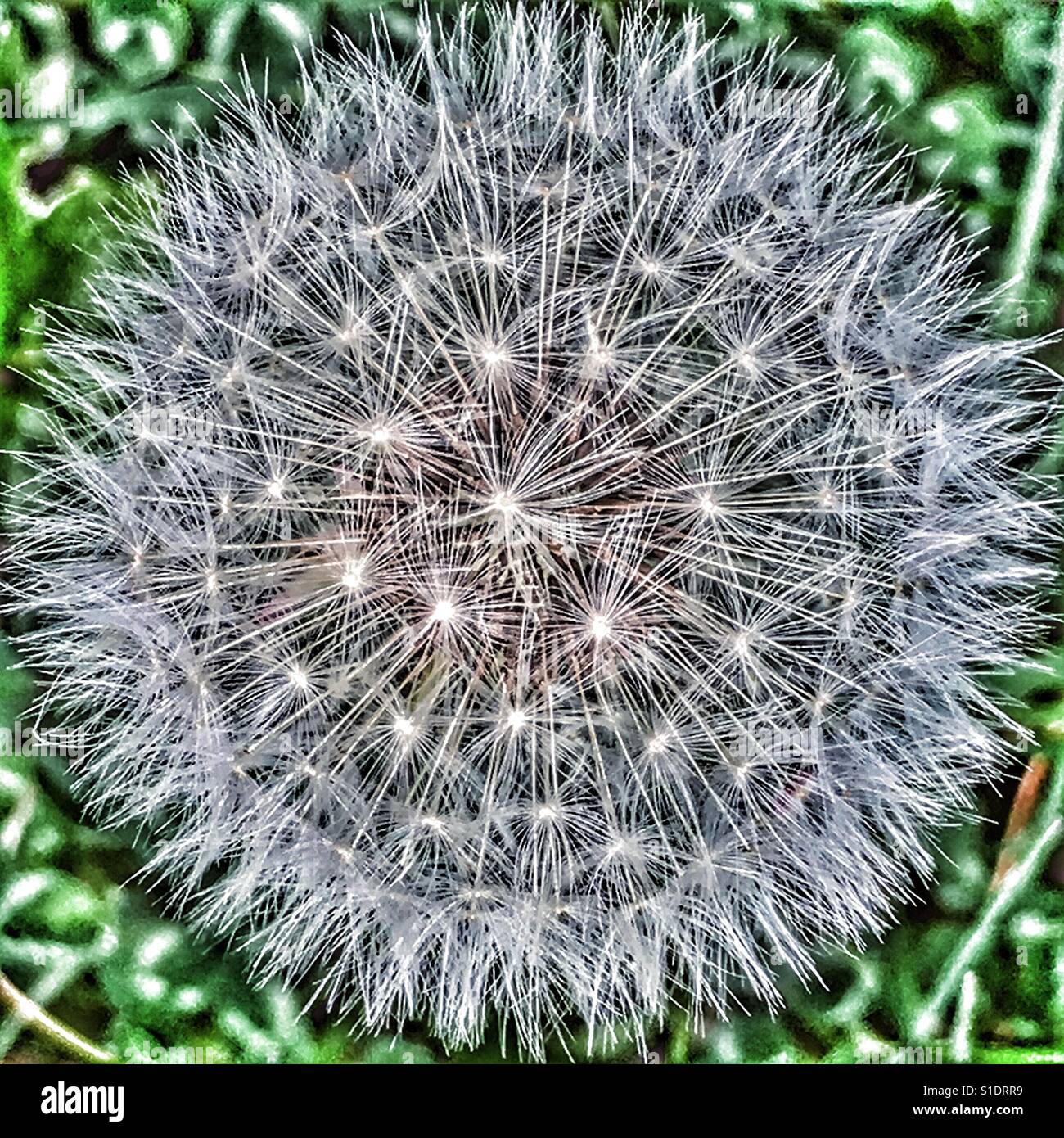 Dandelion seed head, high angle Stock Photo - Alamy