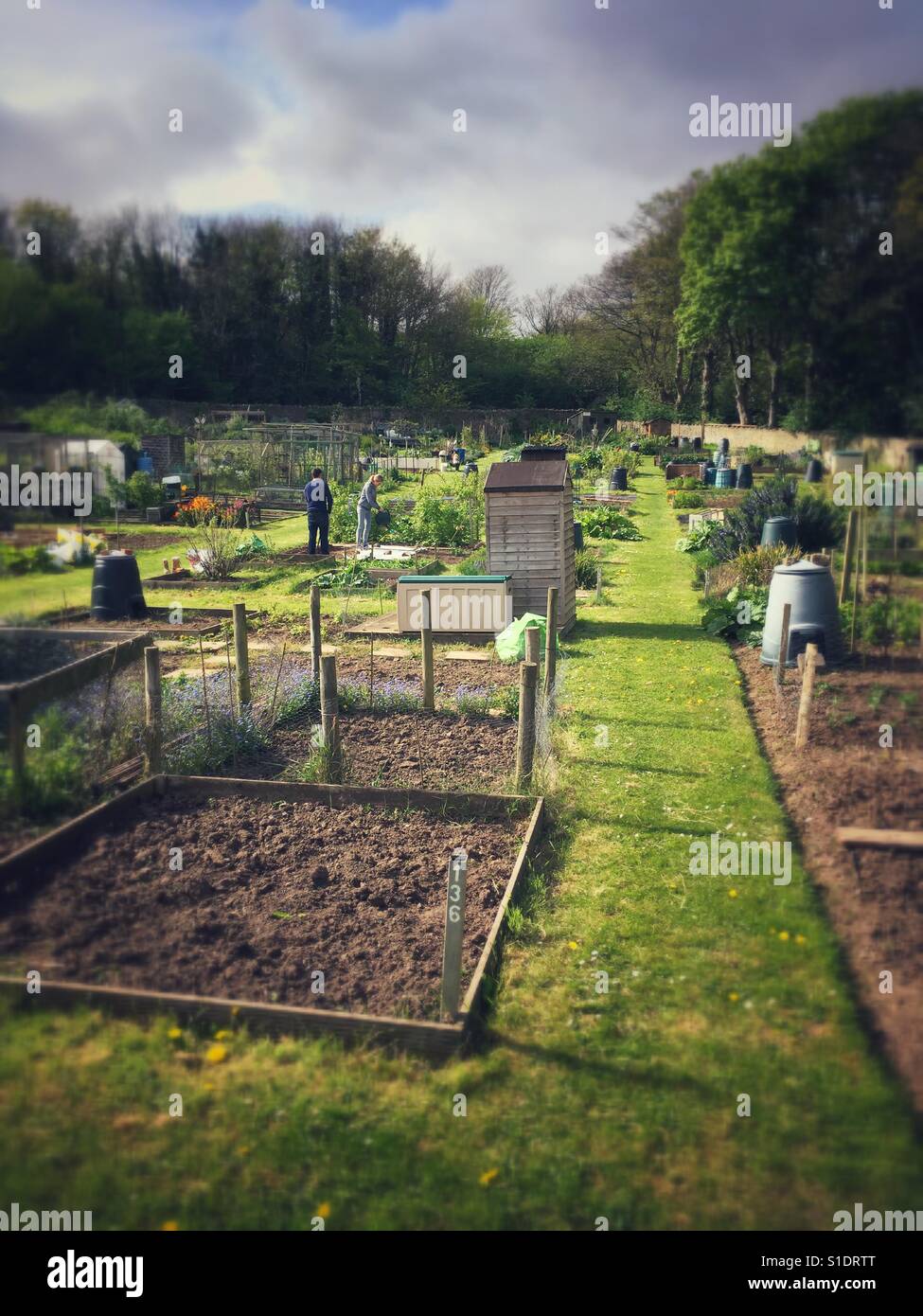 Allotments gardening hi-res stock photography and images - Alamy