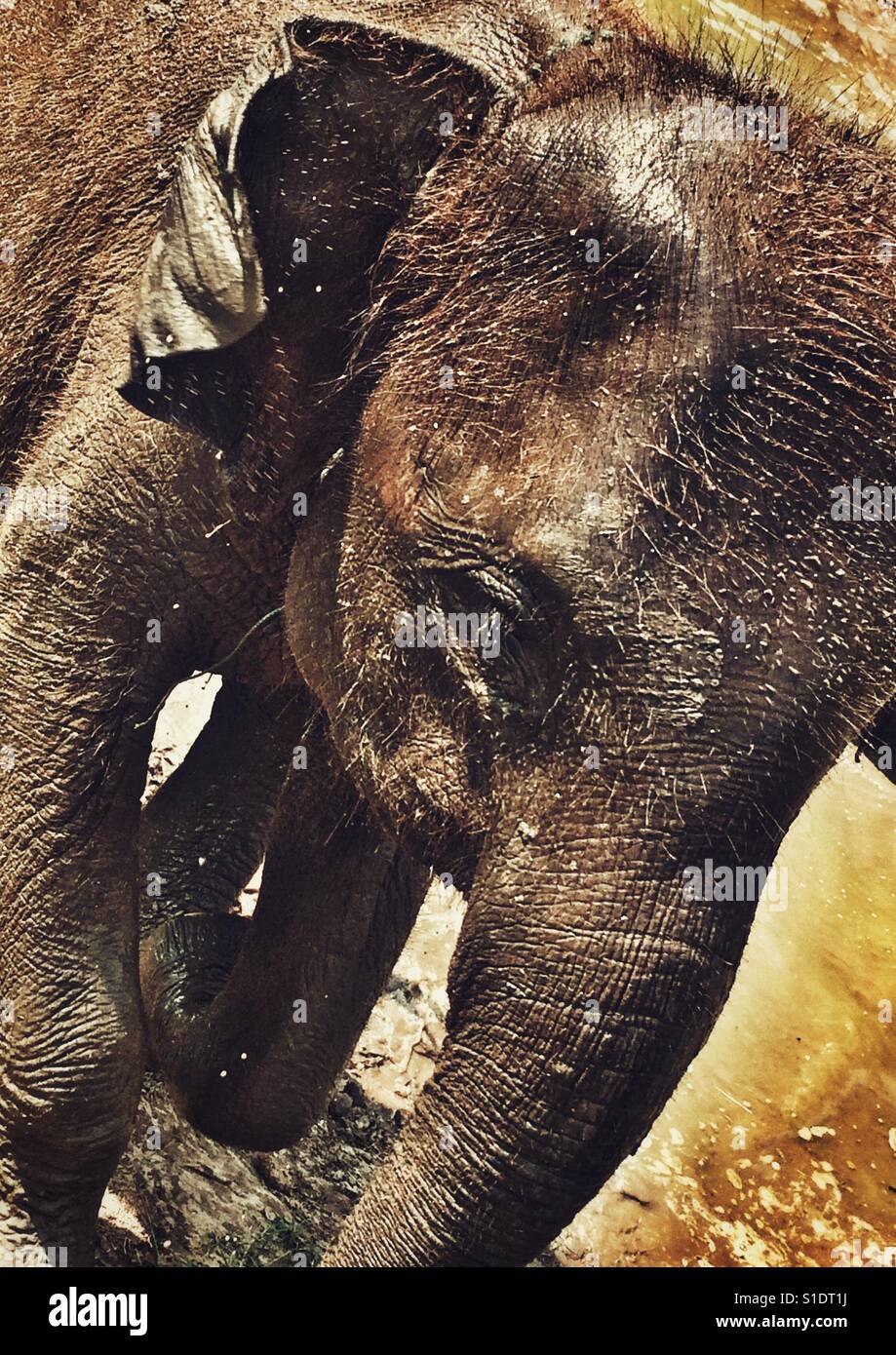 Asian elephant hairy baby hi-res stock photography and images - Alamy