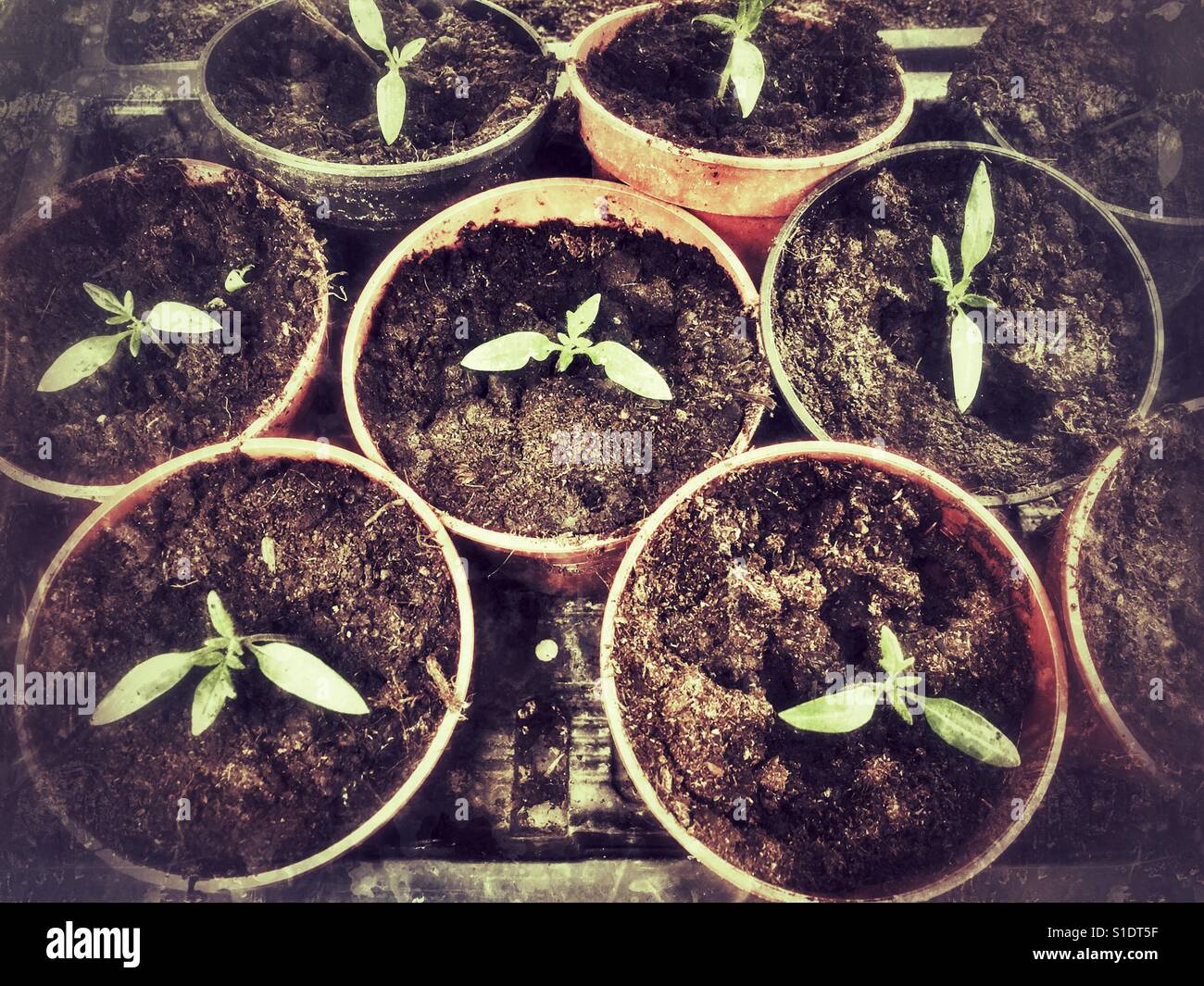 Grown from seeds hi-res stock photography and images - Alamy