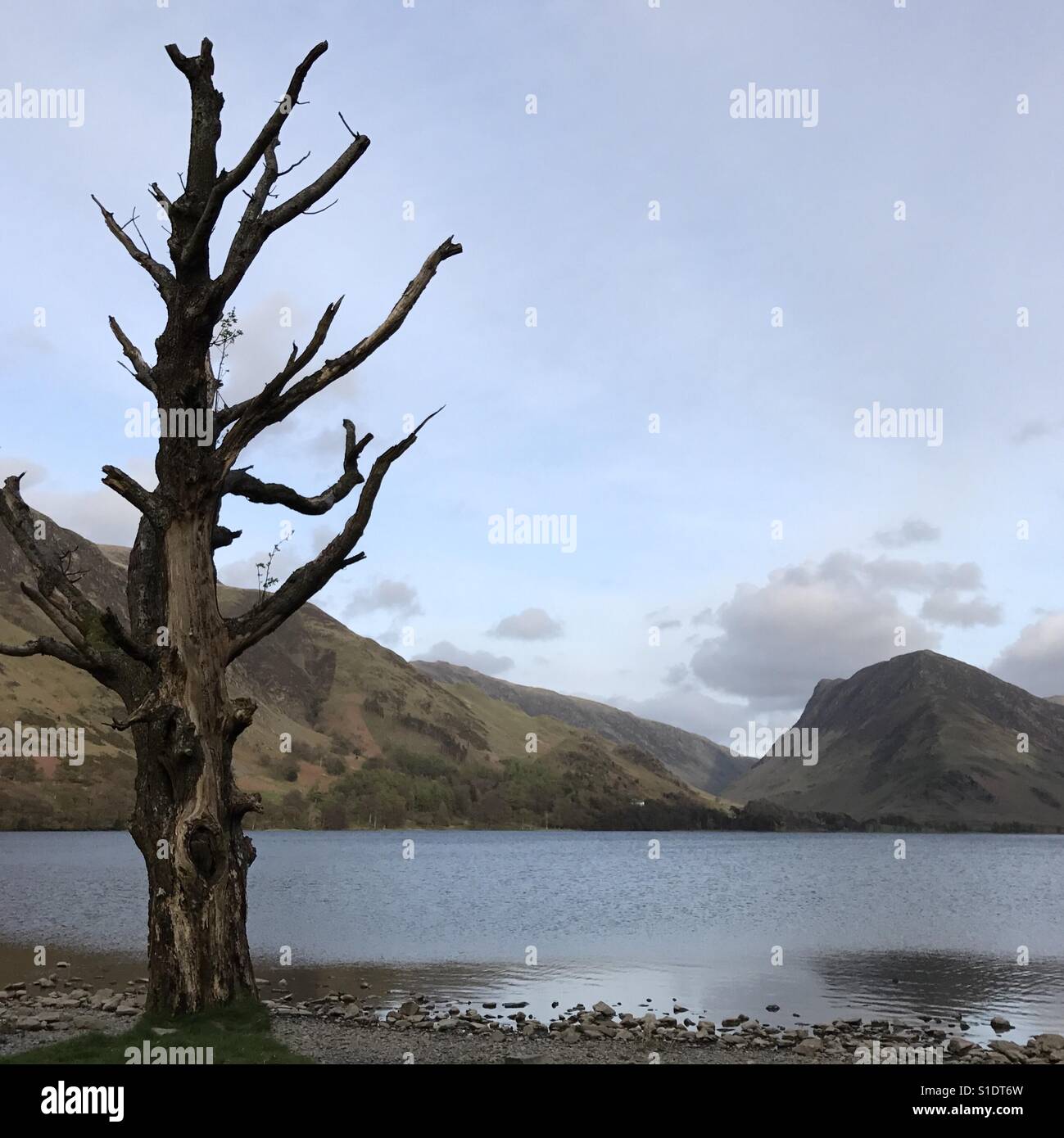 Withered tree hi-res stock photography and images - Alamy