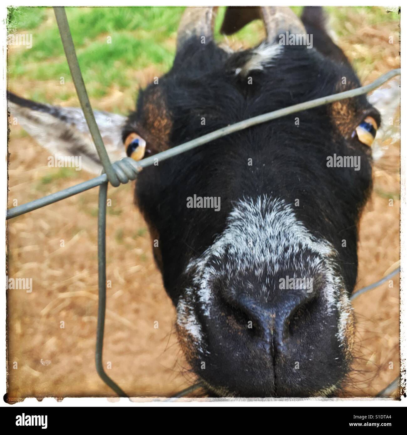 Goat face hi-res stock photography and images - Alamy