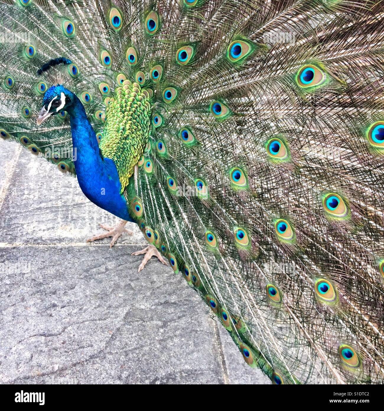 Indian or blue peacock Stock Photo - Alamy