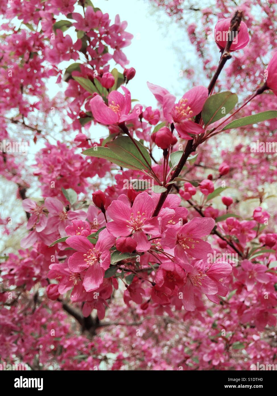 Prairie fire crabapple tree, USA Stock Photo - Alamy