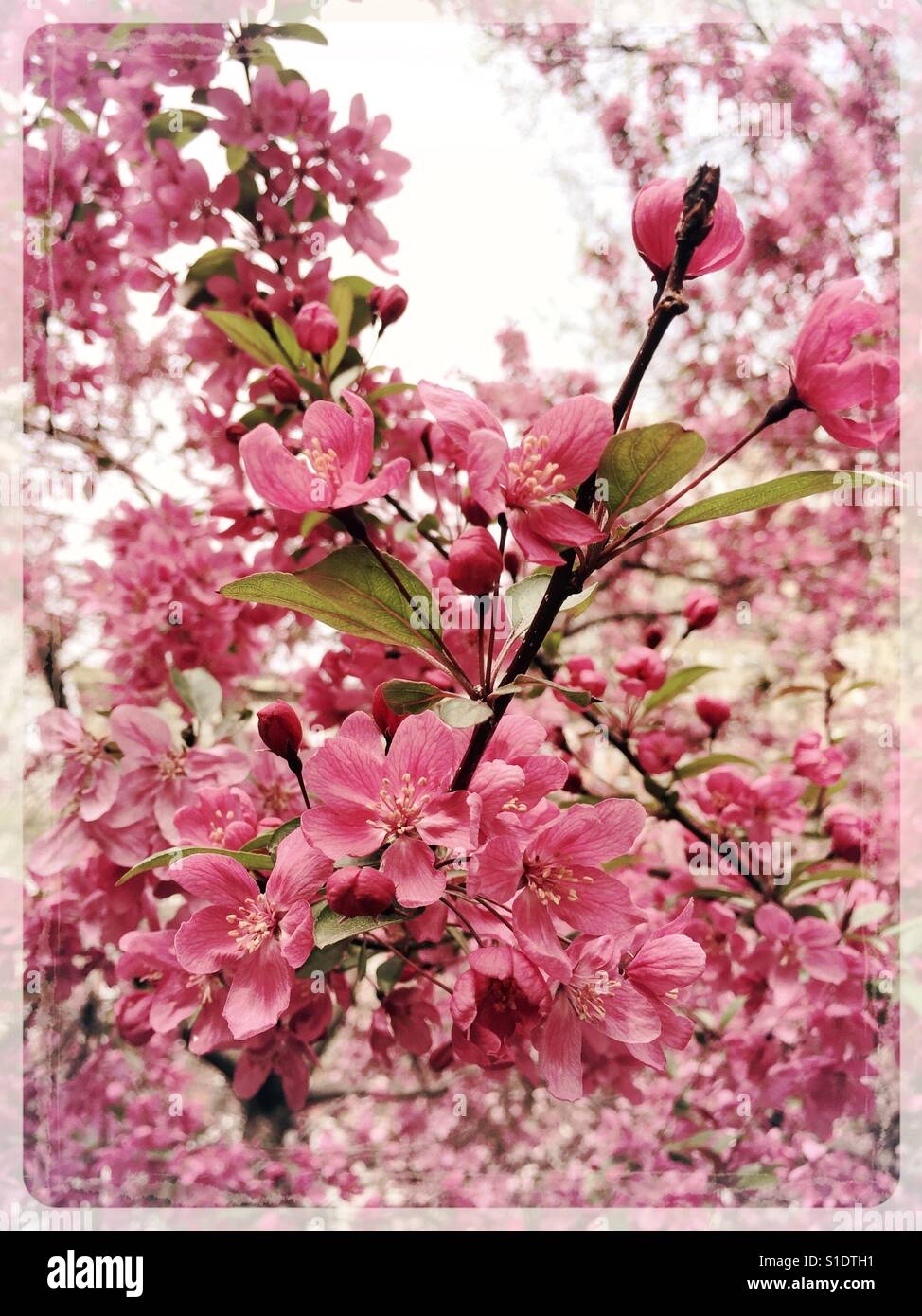 Prairie fire crab apple tree Stock Photo - Alamy