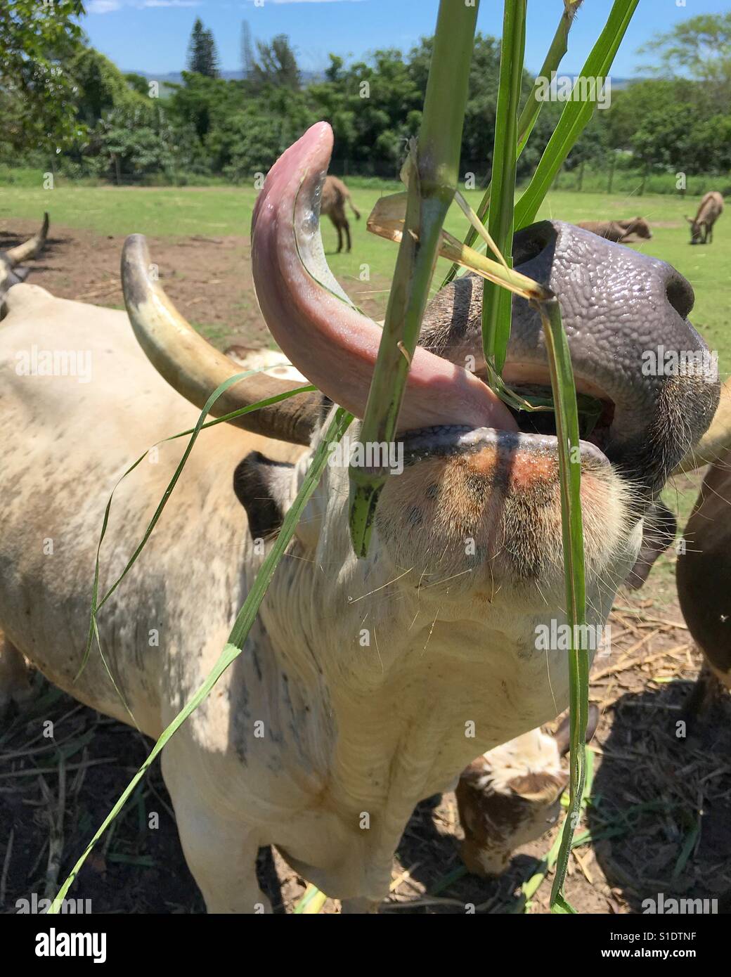 Cow sticking out its tongue hi-res stock photography and images - Alamy