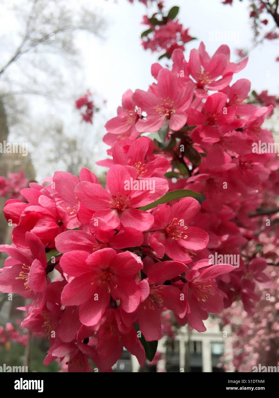 Prairie fire crabapple tree hi-res stock photography and images - Alamy